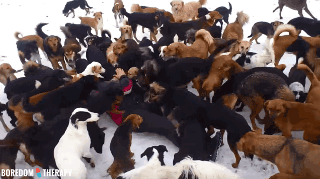 GIF dogs - animated GIF on GIFER