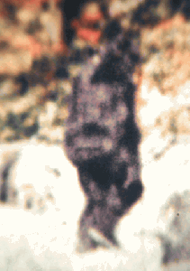 Patterson photo report GIF - Find on GIFER