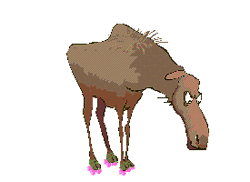 GIF moose - animated GIF on GIFER