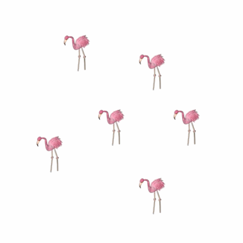 Flamingo GIF - Find on GIFER