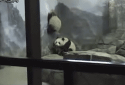 Bears zoo GIF - Find on GIFER