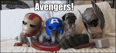 Avengers pugs GIF - Find on GIFER