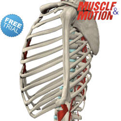 Anatomy GIF - Find on GIFER