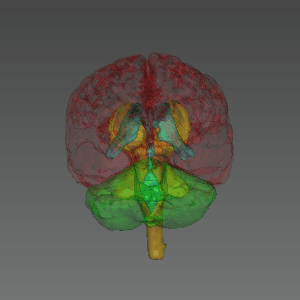 GIF neuroscience - animated GIF on GIFER