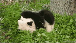 Dog rolls GIF - Find on GIFER