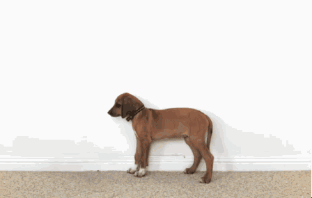 Puppy dog GIF - Find on GIFER