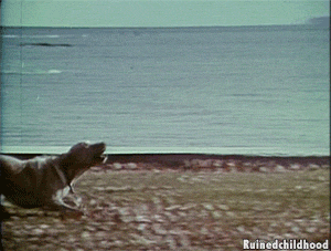 Dog animals water GIF - Find on GIFER