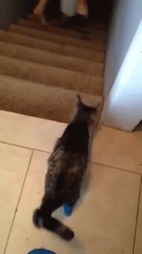 GIF cat boss stairs - animated GIF on GIFER