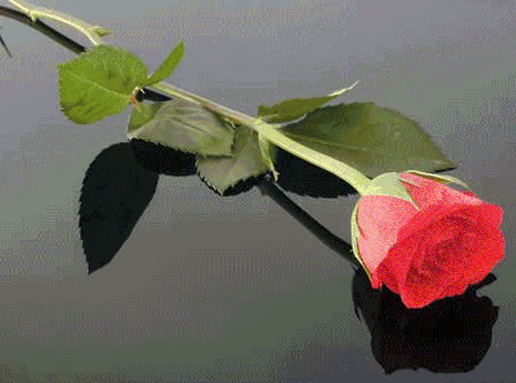 Ob GIF - Find on GIFER