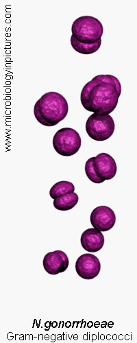 Bacteria GIF - Find on GIFER