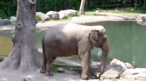 GIF zoo - animated GIF on GIFER