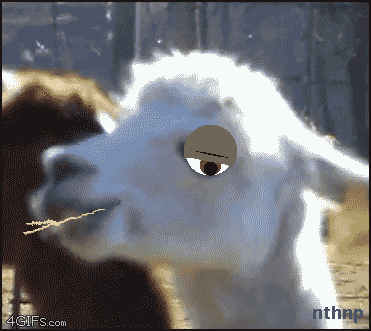 Gif De Regard De Lama