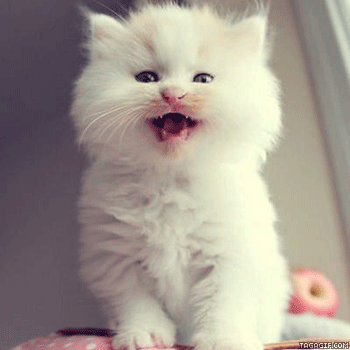 Party Cat Animated Gif Turkish Van Party Cat GIF | GIFDB.com
