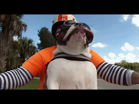 GIF jurassic park dinosaur t rex - animated GIF on GIFER