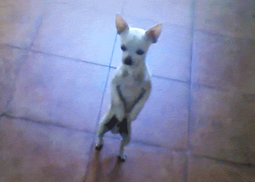 Perro GIF - Find on GIFER