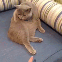 Rs GIF - Find on GIFER
