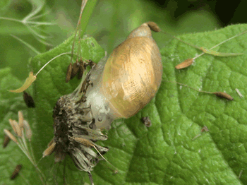 GIF snail - animated GIF on GIFER