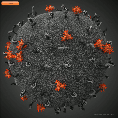 Microbiology GIF - Find on GIFER