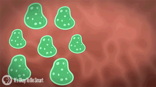 Bacteria GIF - Find on GIFER