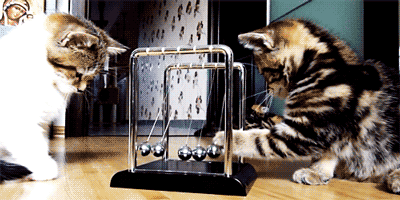 Physics cat animals GIF - Find on GIFER