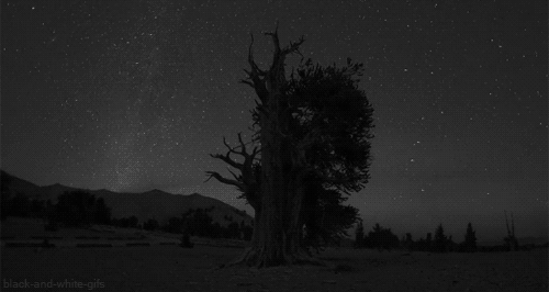 Stars tree landscape GIF - Find on GIFER