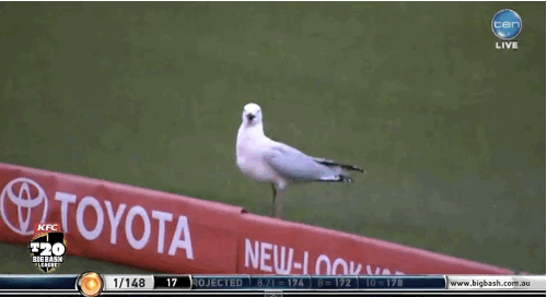 Seagull GIF - Find on GIFER