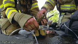 Kitten fireman GIF - Find on GIFER