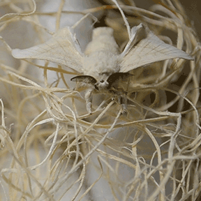 GIF silk - animated GIF on GIFER