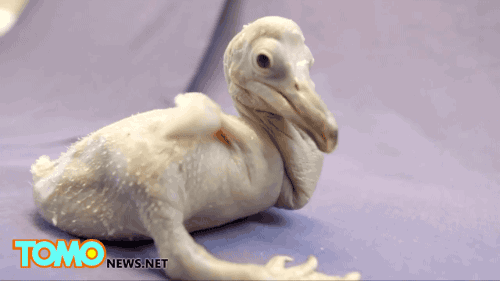 Gif De Mascota Pelícanos Dibujos Animados De Pelícano PNG Imágenes