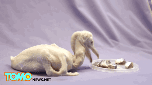 Animals pelican GIF - Find on GIFER