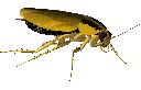 Cockroach GIF - Find on GIFER