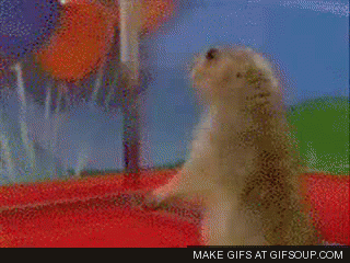GIF ground hogs - animated GIF on GIFER
