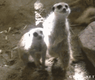 Meerkat GIF - Find on GIFER
