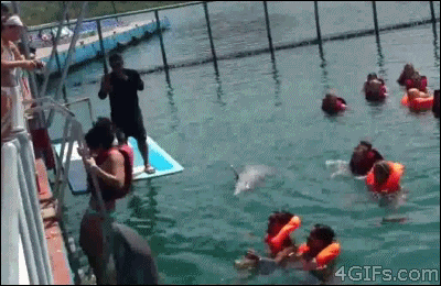 Animals dolphin push GIF - Find on GIFER