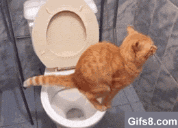 GIF toilet squat - animated GIF on GIFER