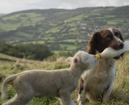 Sheep service premium GIF - Find on GIFER