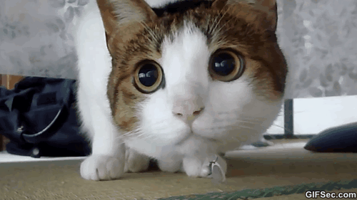 GIF people get it - animated GIF on GIFER