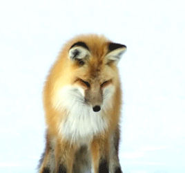 Fox submission the mighty GIF - Find on GIFER