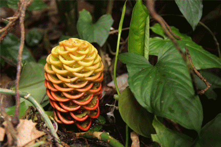 Gif Caliente De Michelle Mccool Michelle Mccool GIF Encontrar En