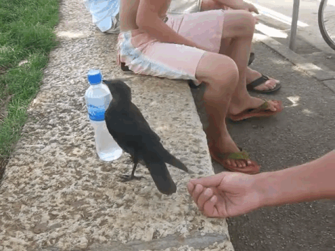 Crow GIF - Find on GIFER