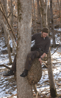 Tree GIF - Find on GIFER