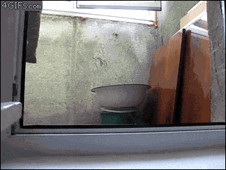 Kitty stealth GIF - Find on GIFER
