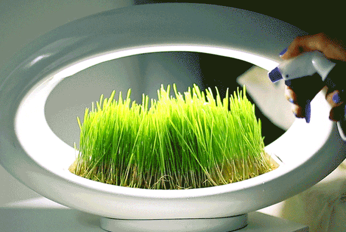 Grass GIF - Find on GIFER
