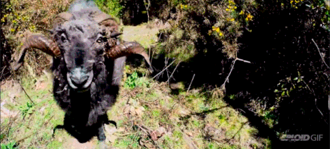 Ram GIF - Find on GIFER