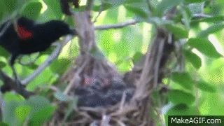 GIF nest - animated GIF on GIFER