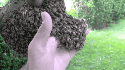 Edward kenway GIF - Find on GIFER