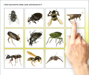 Insects GIF - Find on GIFER