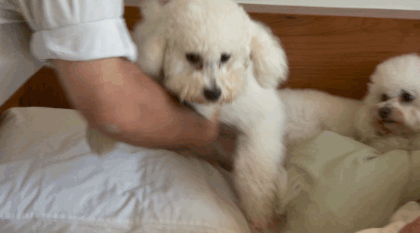 With recap boss GIF - Find on GIFER