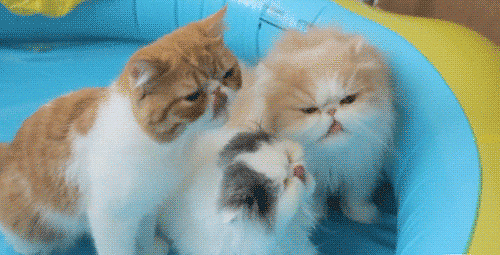 Water cats pool GIF - Find on GIFER