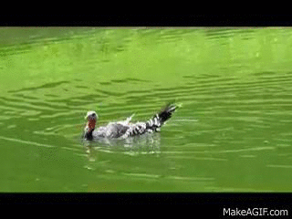 Turkey time GIF - Find on GIFER